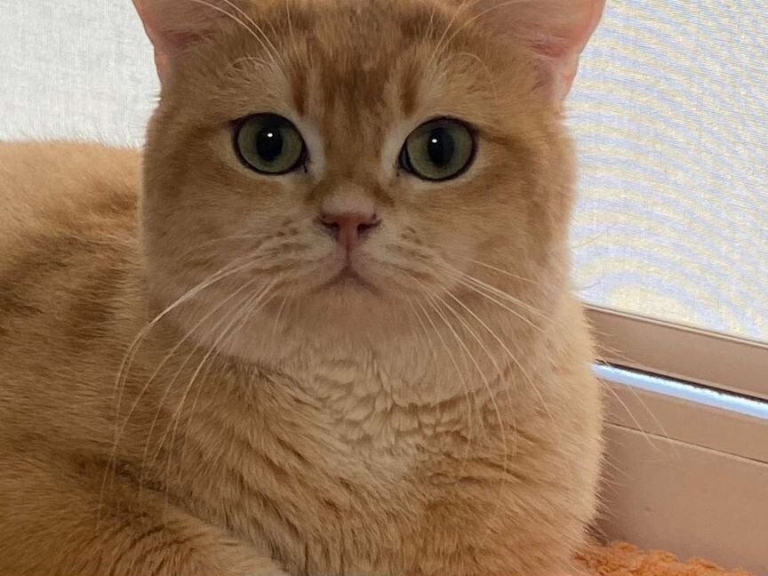 Золотой кот ny12 на вязку