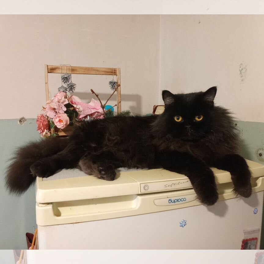 Черный котик кастрированный