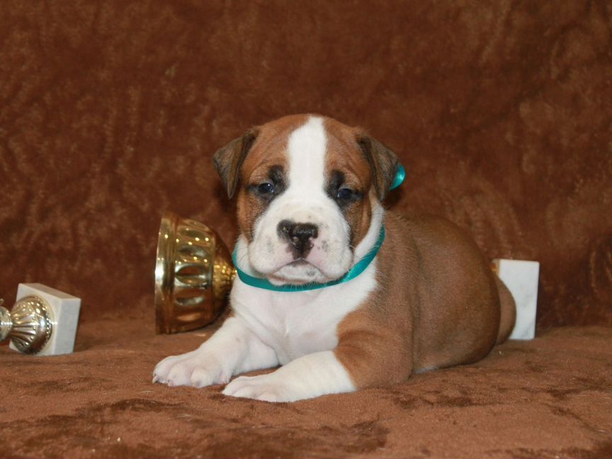 Малыши Амстаффа из питомника