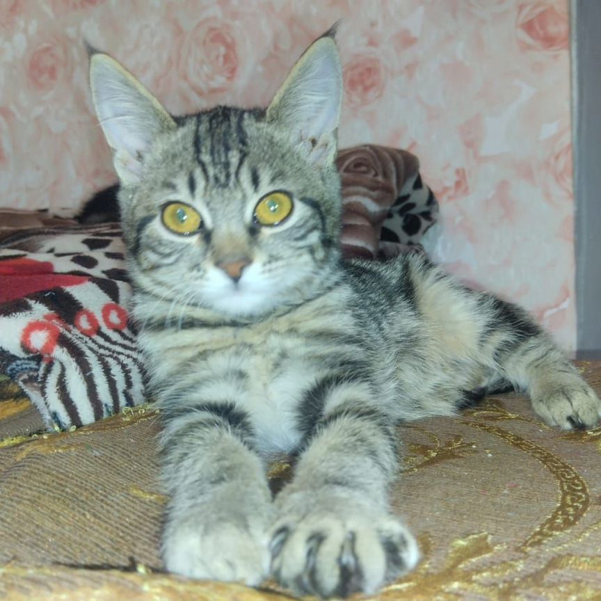 Шпротинка Тигруся