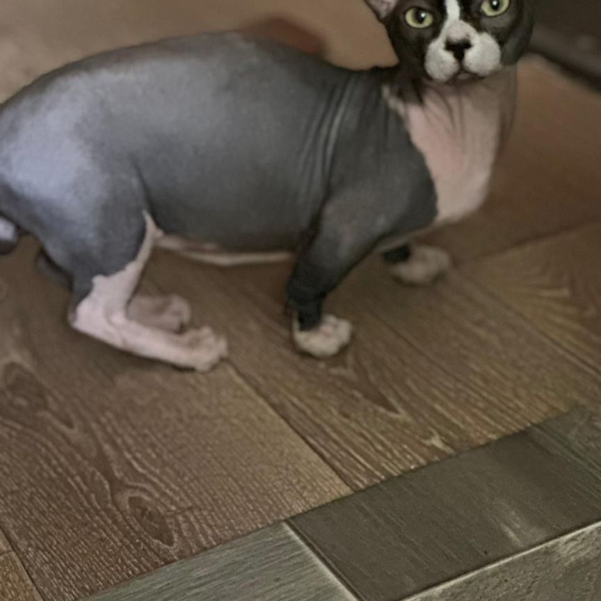 Сфинкс бамбино вязка