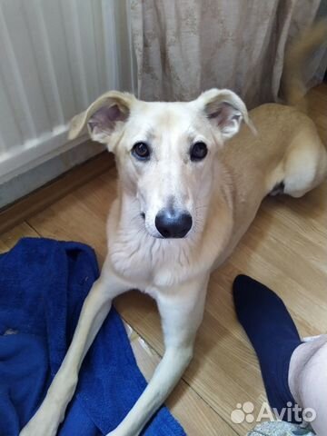 Отдам собаку в добрые руки