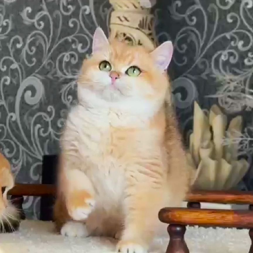 Британская кошка ny12