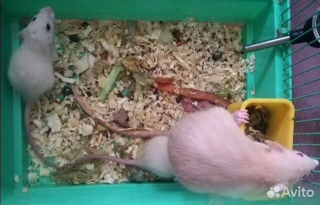 Крысы дамбо 4 нед