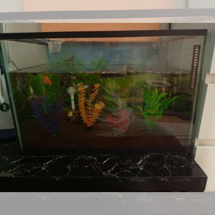 Аквариумные рыбки