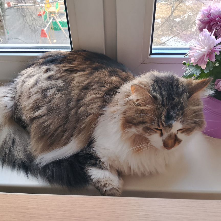 Ищем котику новый дом