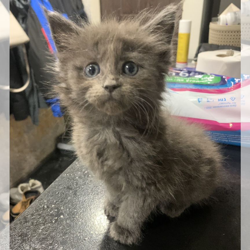 Мейн-кун котёнок