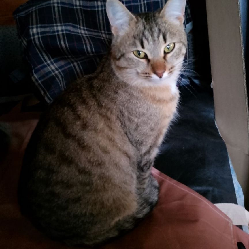 Котик в добрые руки