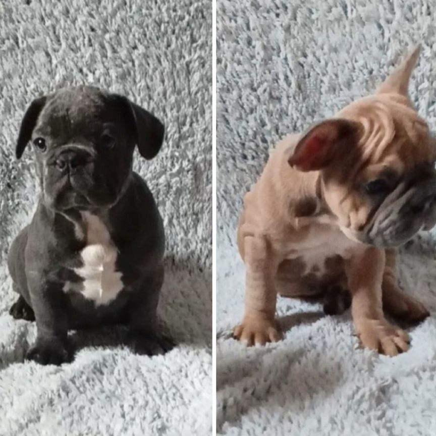 Два мальчика французика