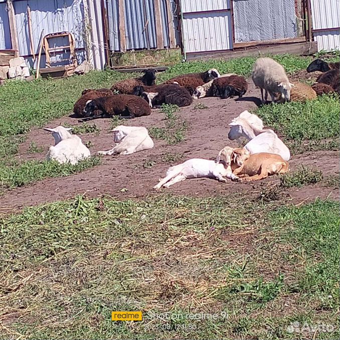 Козы и бараны