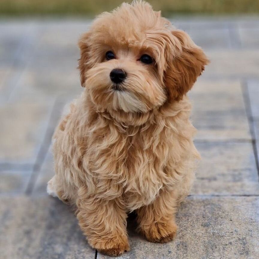 Девочка мальтипу мини