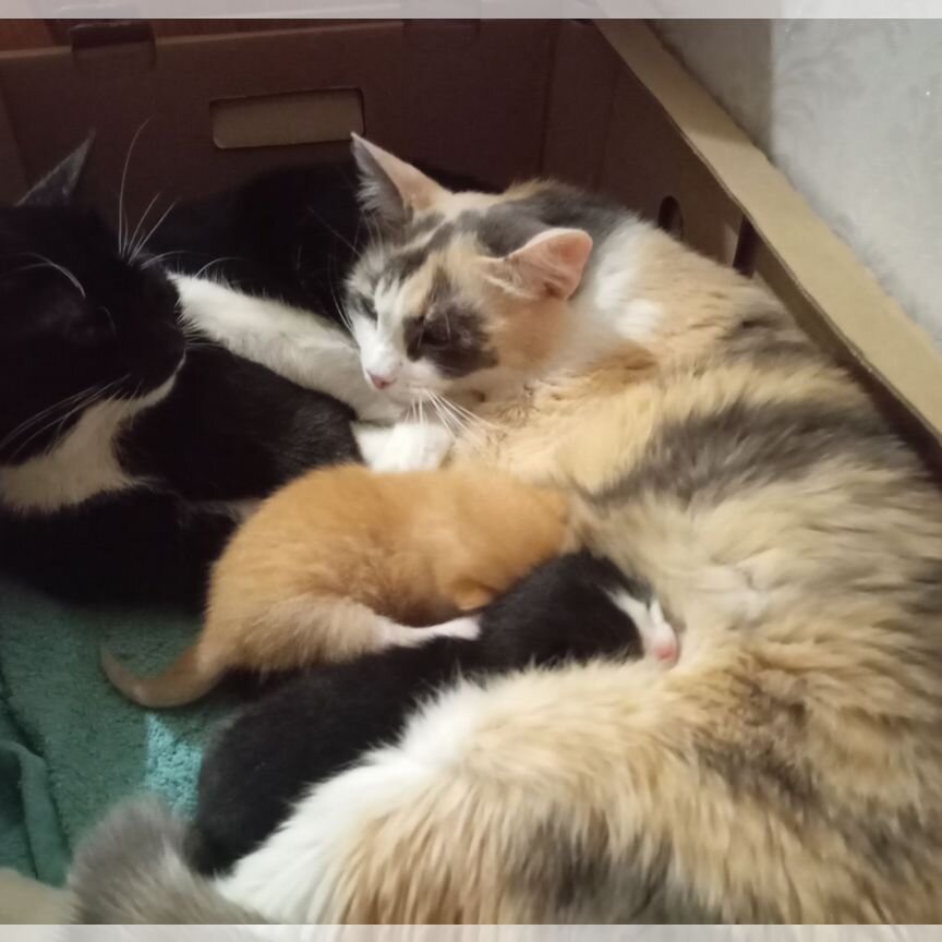 Котёнок в добрые руки