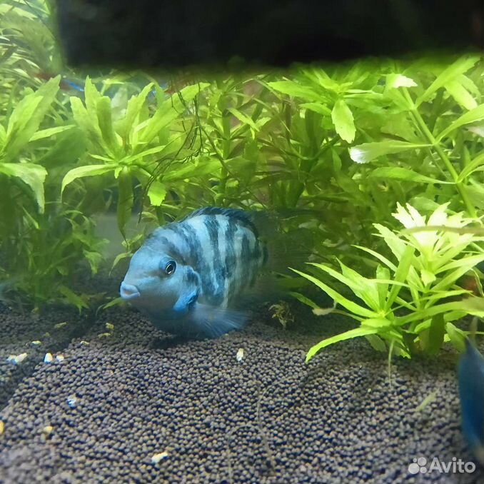 Сапфировый попугай, барбус