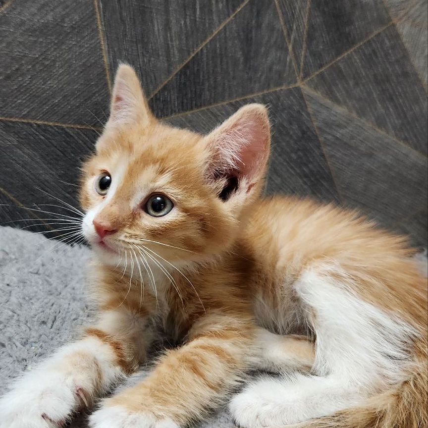 Котик в добрые руки