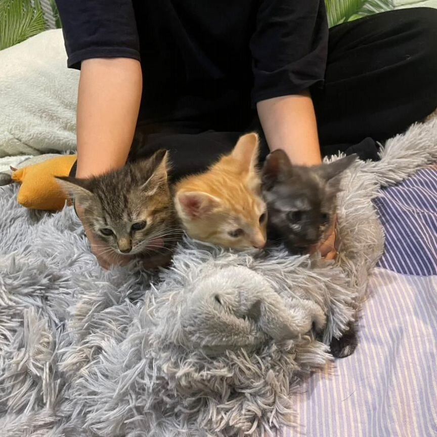 Котята в добрые руки бесплатно