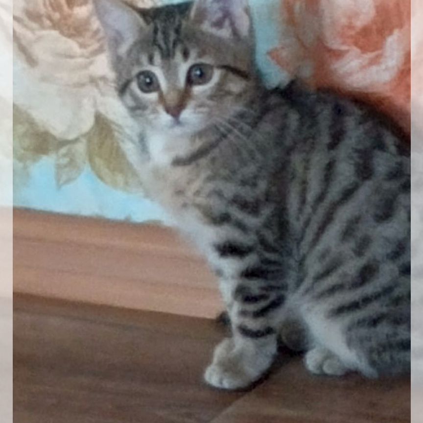 Котёнок в добрые руки