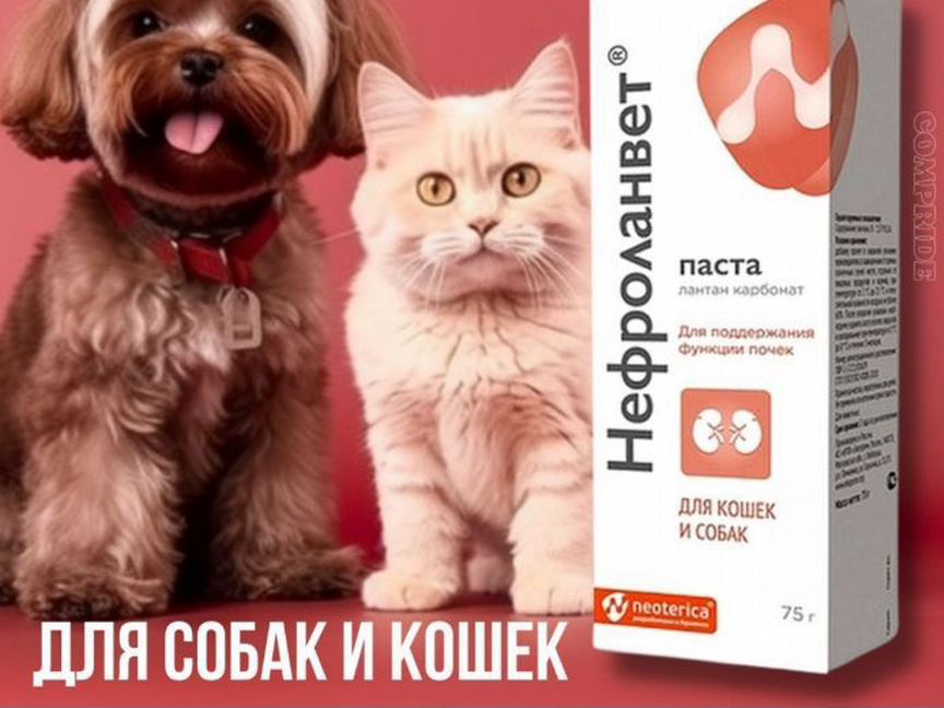 Корм для собак monge влажный