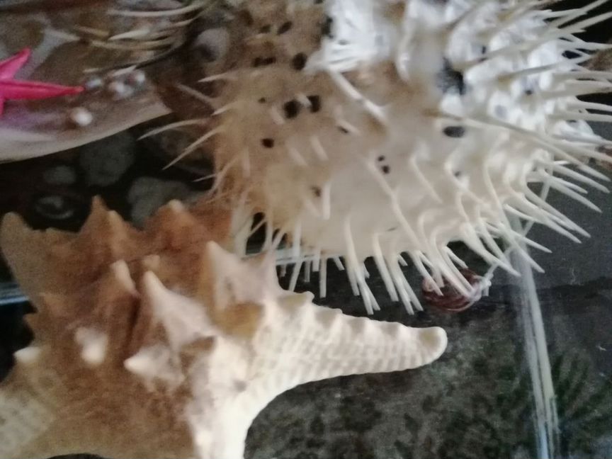 Морская звезда. Рыбка