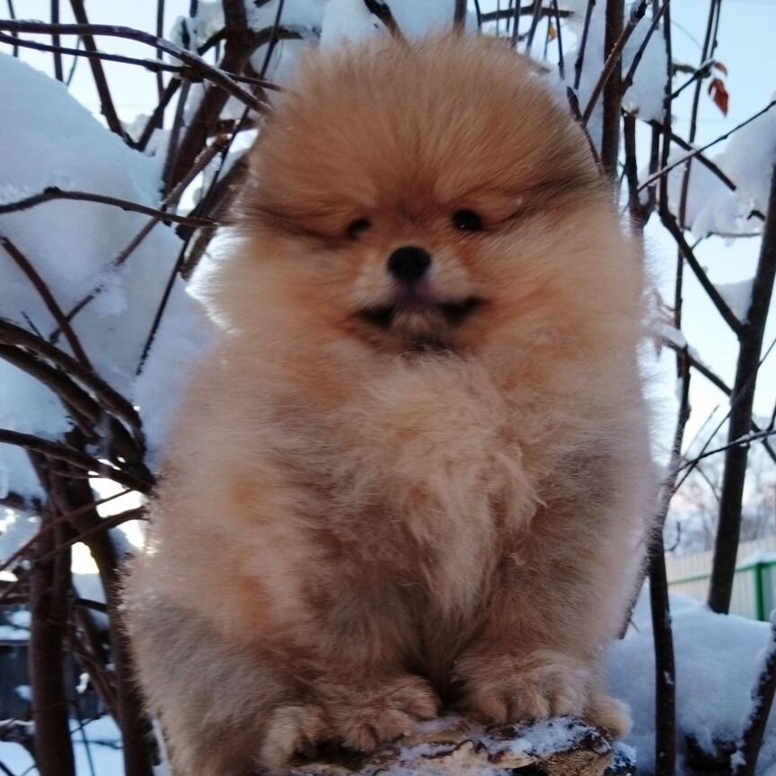 Померанский шпиц, щенок