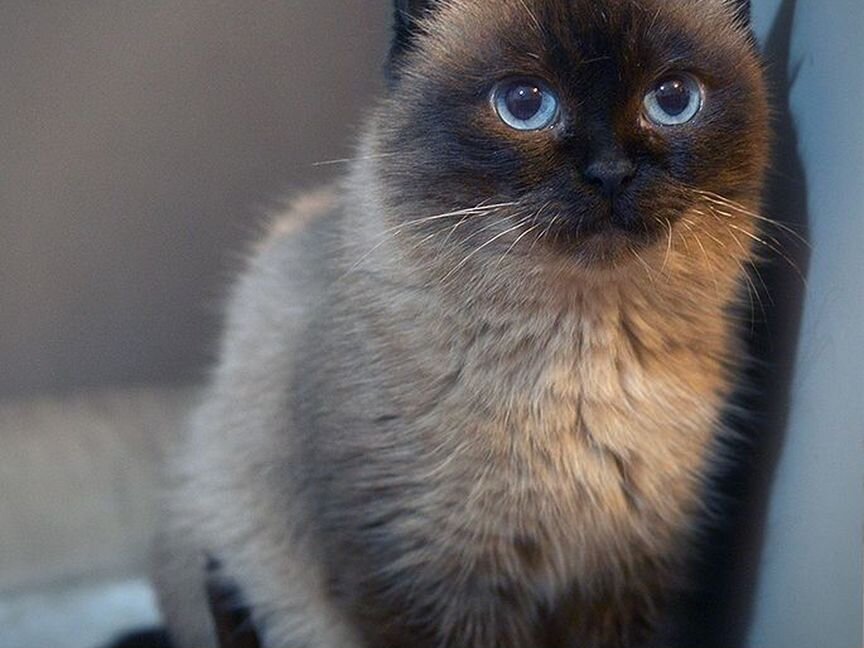 Кошечка в добрые руки