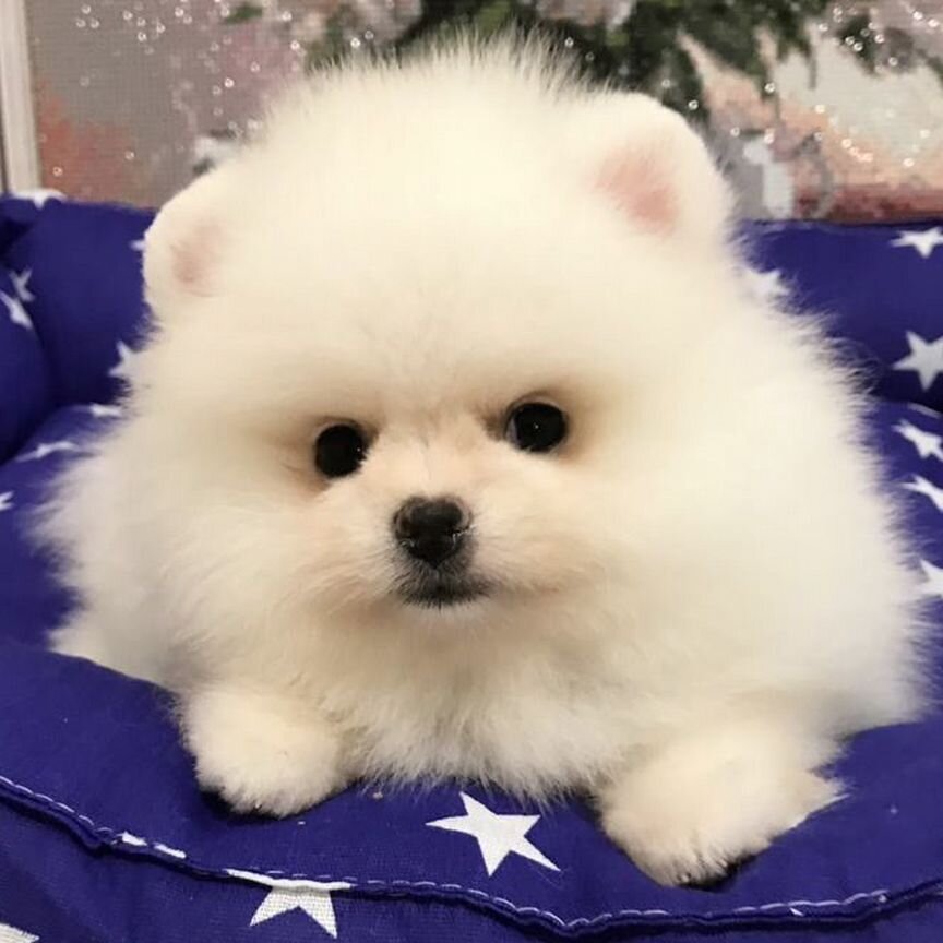 Померанский шпиц, щенок