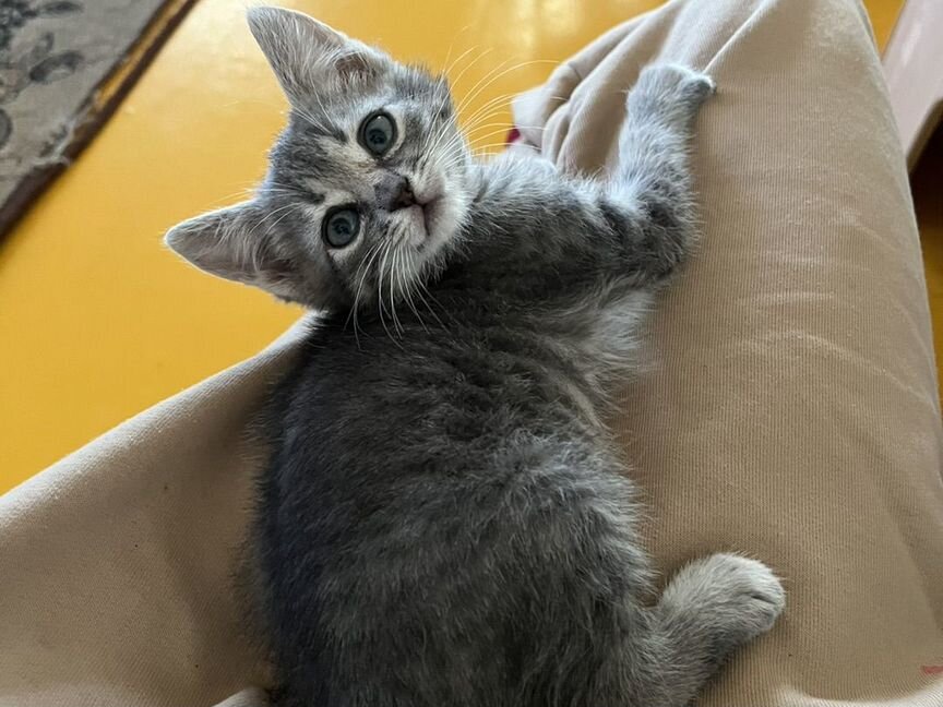 Котенок