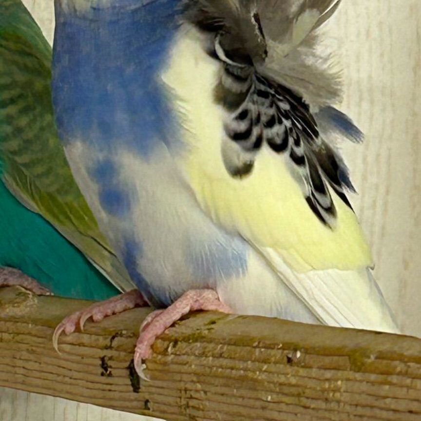 Попугай Хагоромо