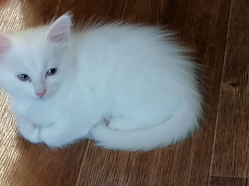 Котенок альбинос