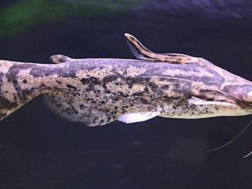 Сом Фишера (Коряга)