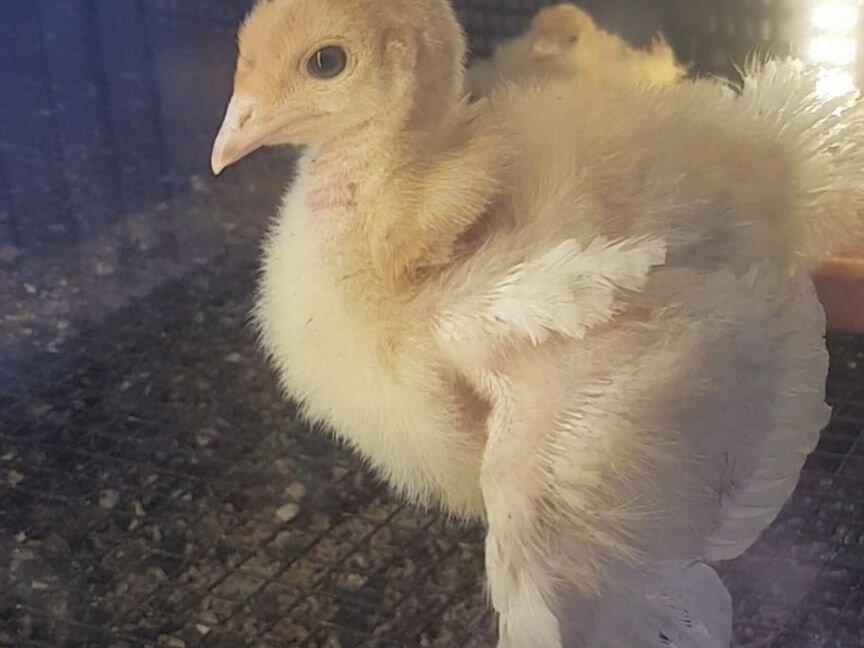 Индюшата подрощенные