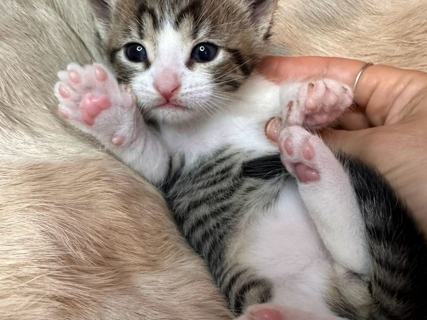 Котята в добрые руки