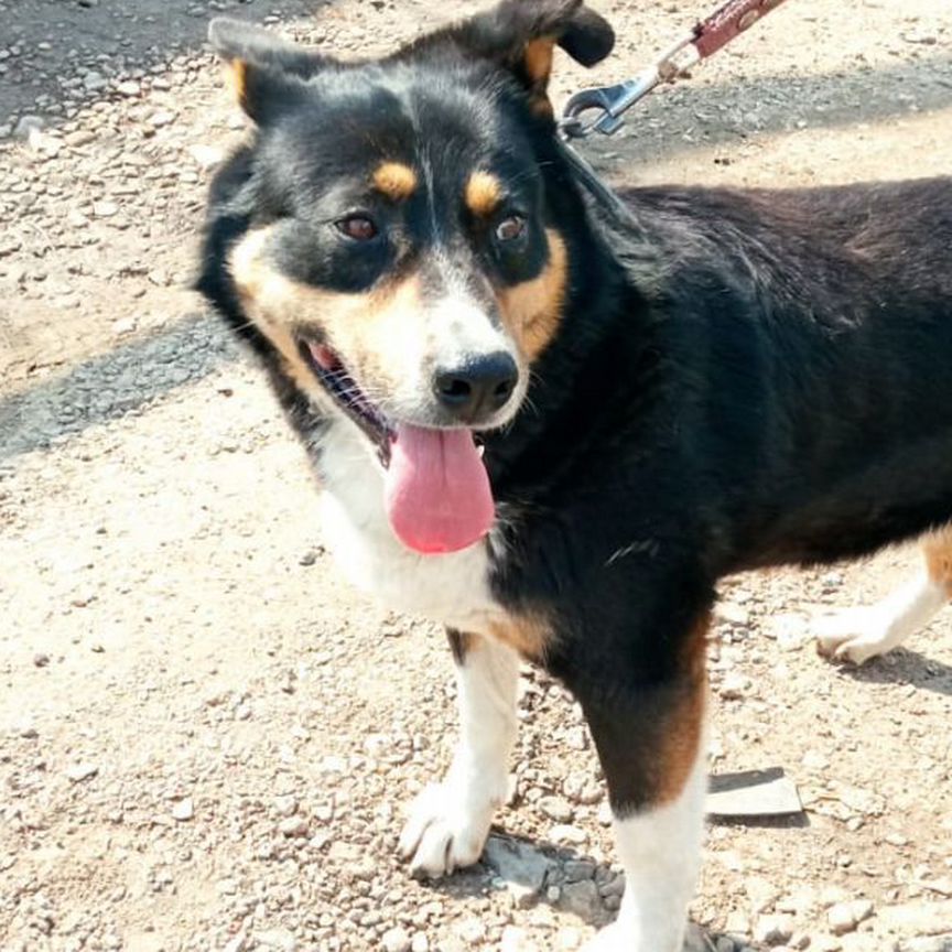 Кобель Барон в добрые руки на охрану