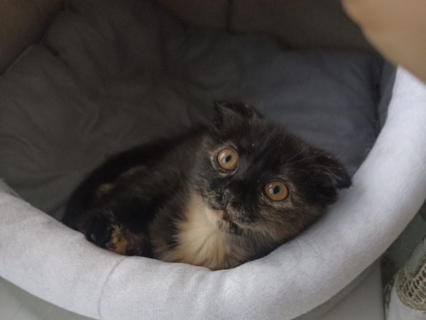 Кошечка Василиса 3 месяца