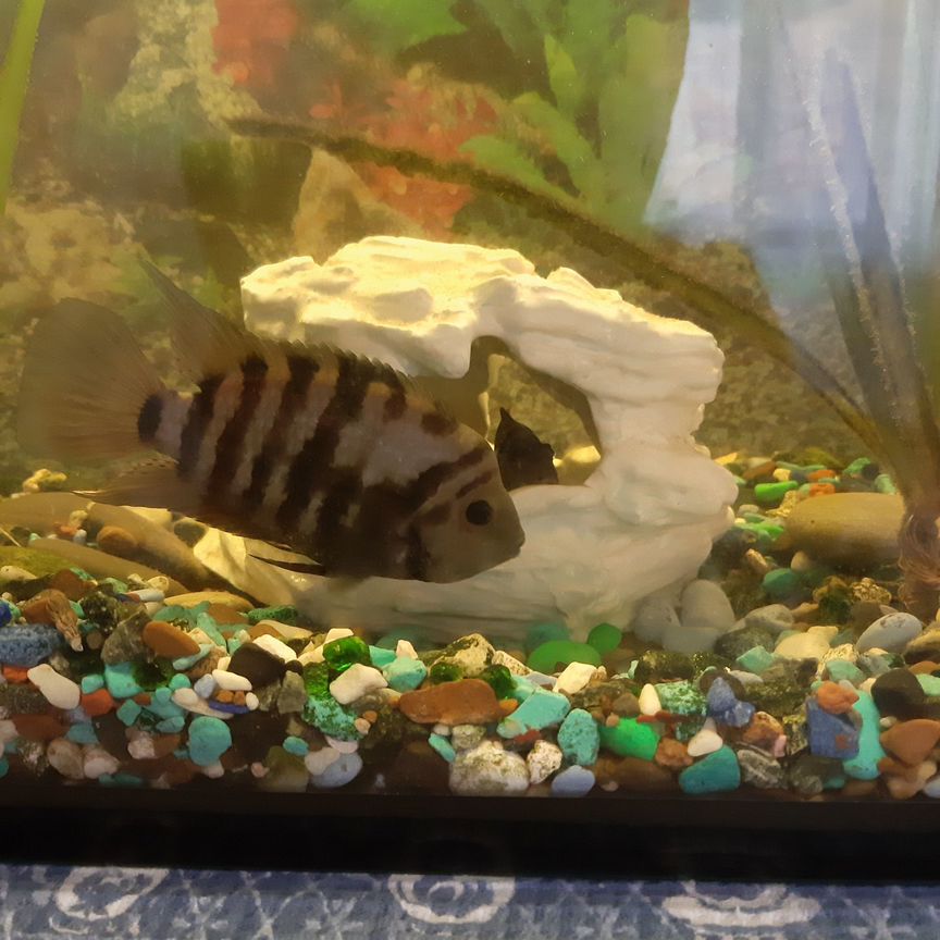 Аквариумные рыбки