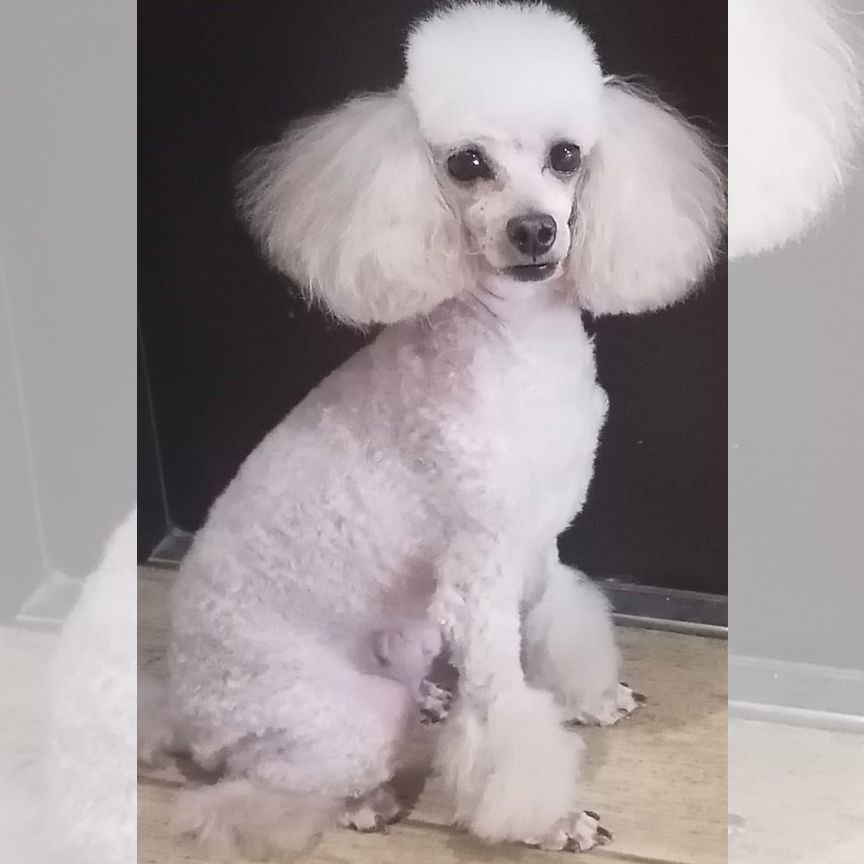 Карликовый пудель, щенок