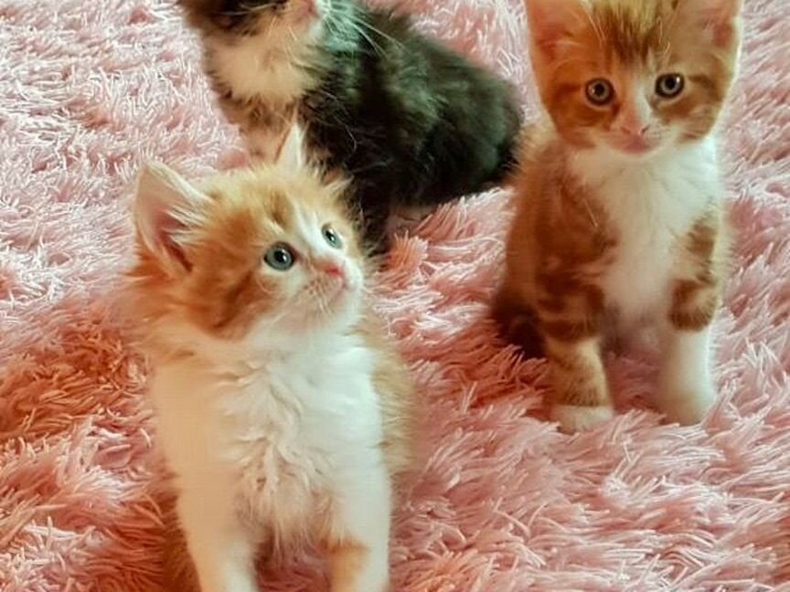 Сибирски Котята