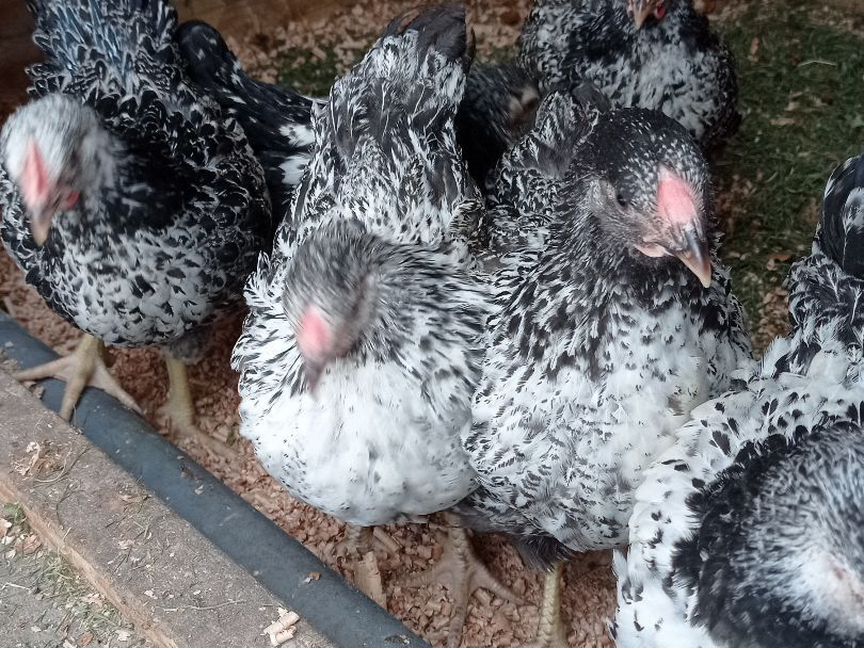 Куры - петухи