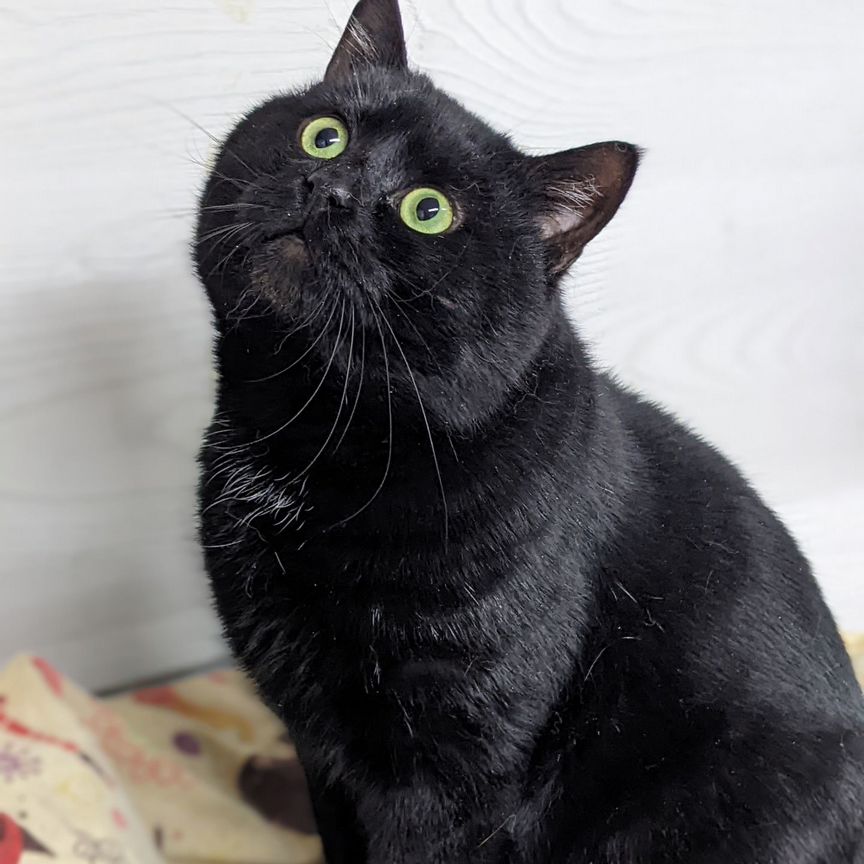 Котяра в дар