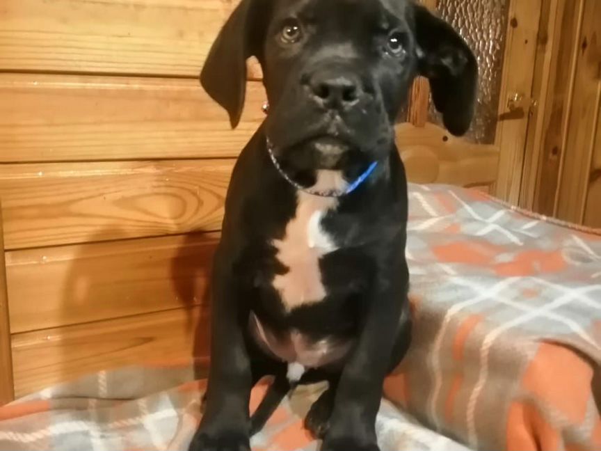 Внеплановые Щенки Кане Корсо