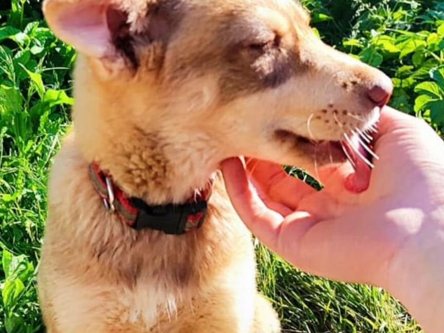 Щенок девочка в добрые руки