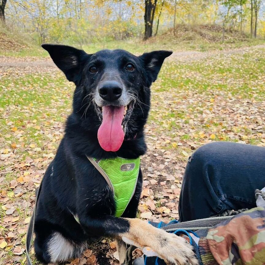 Собака из приюта в добрые руки