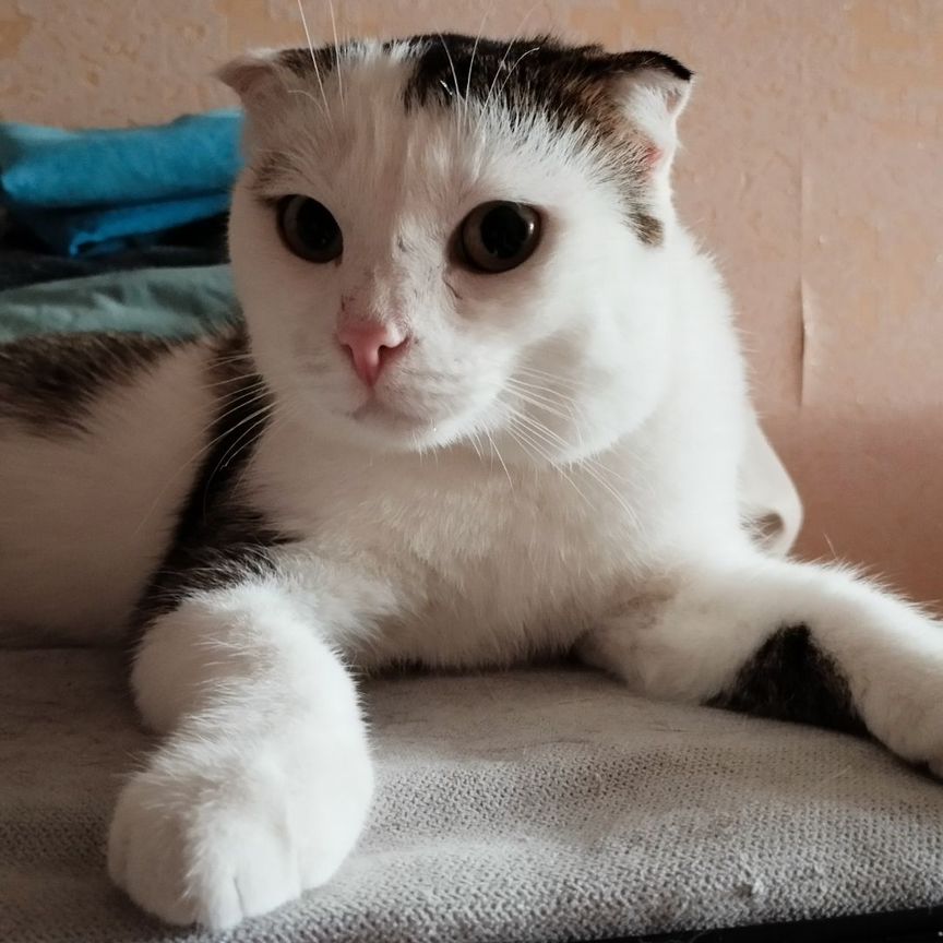 Кот вислоухий в добрые руки