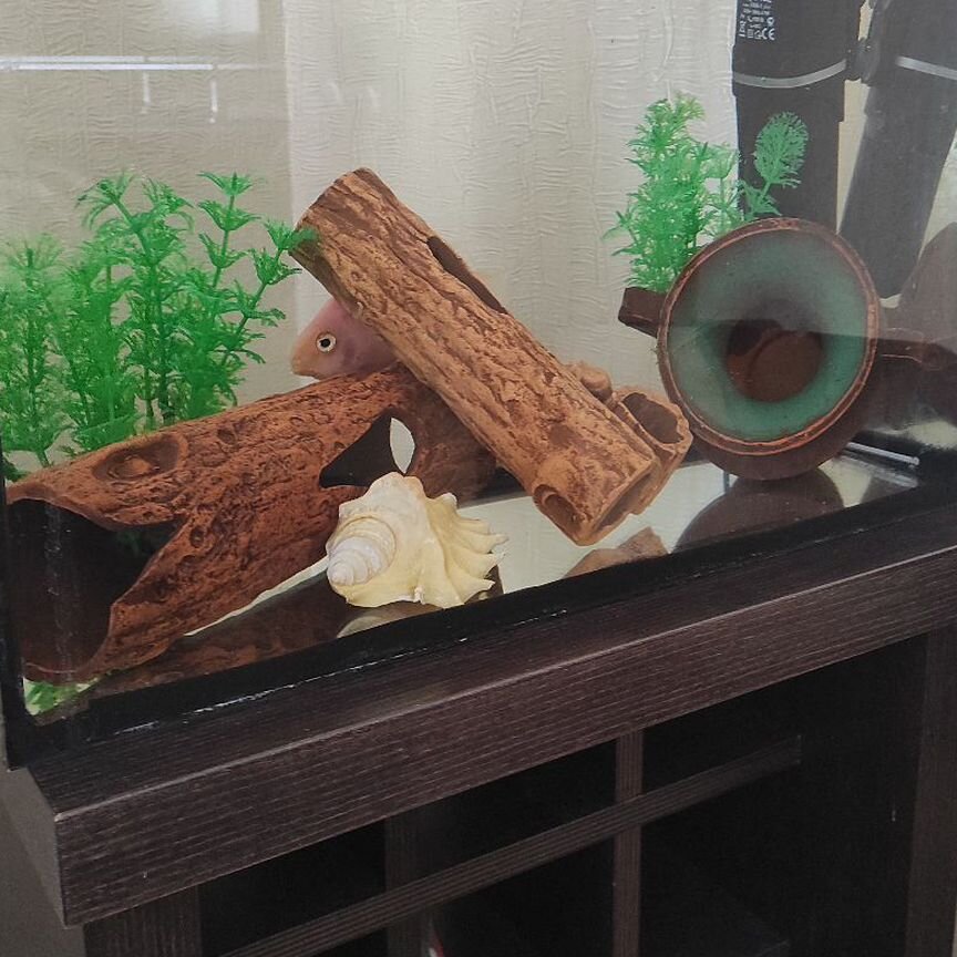 Аквариум с рыбкой попугай