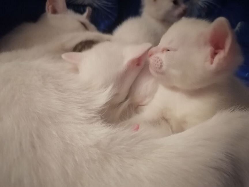 Британские котята