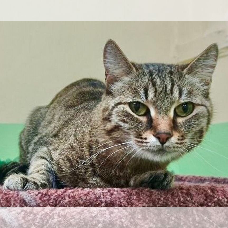 Взрослая кошка от частного владельца