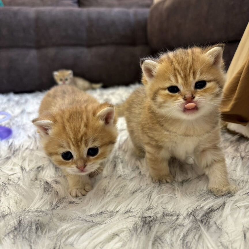Шотландские котята