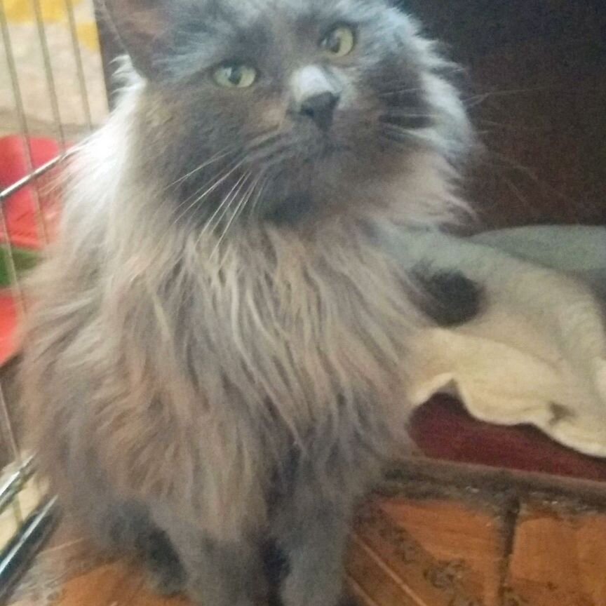 Кошечка серая пушистая 2 года в добрые руки