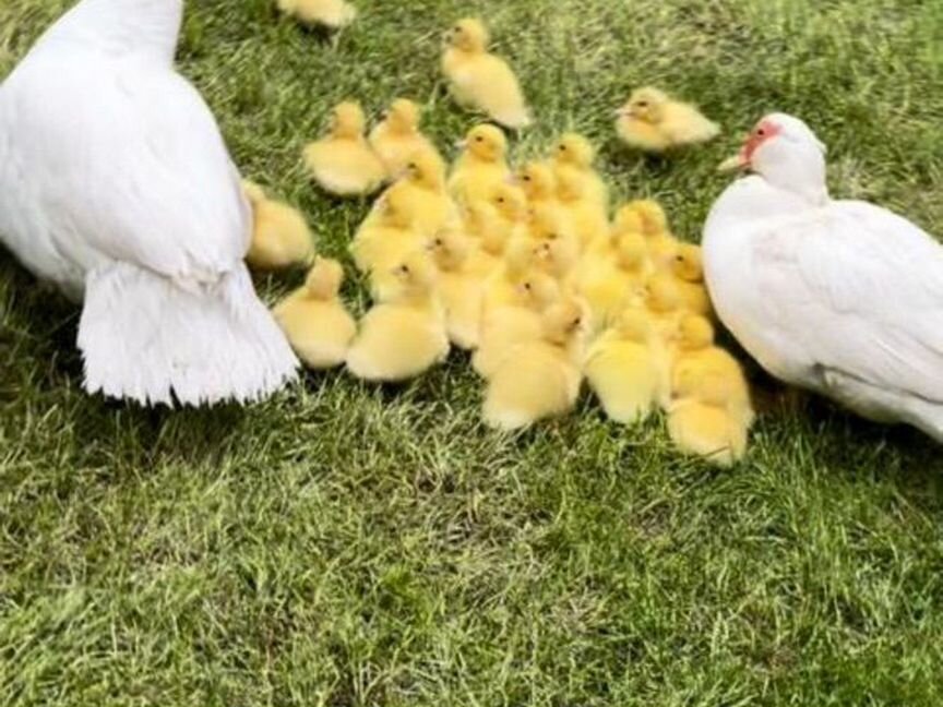 Индоутки тяжелой линии