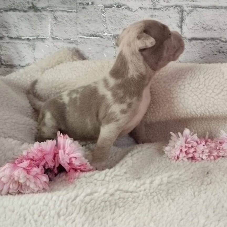 Кобель лиловый мерль