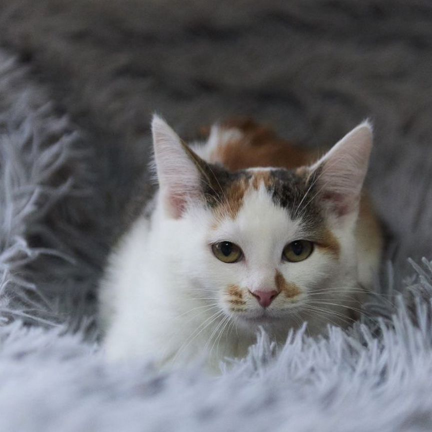 Очаровательный котенок девочка